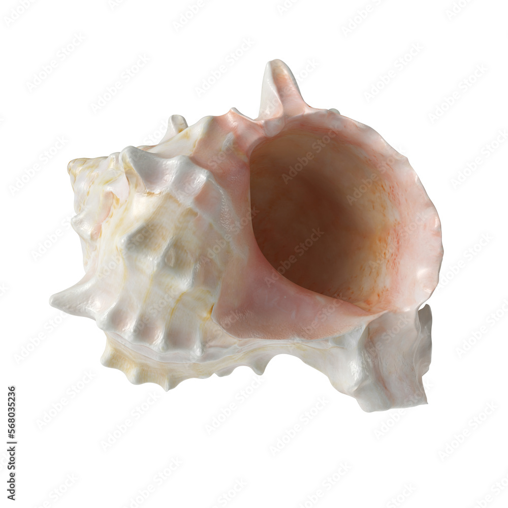 Sea shell isolated transparent background 3d rendering Stock ...