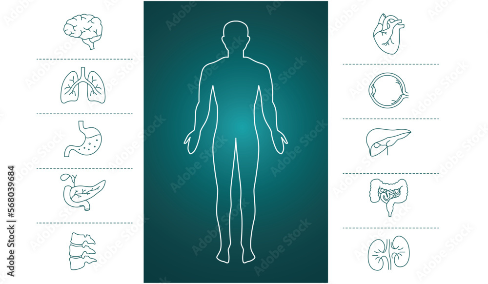 human body organs biology vector illustration Stock Vector | Adobe Stock