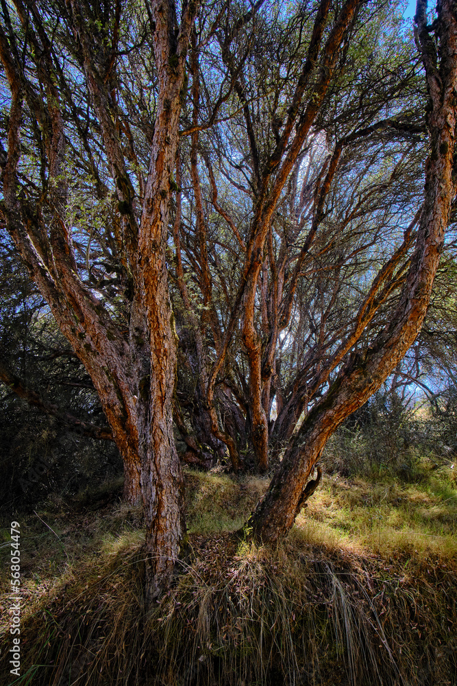 Paper tree (Polylepis incana), beautiful detail of native forest in the ...