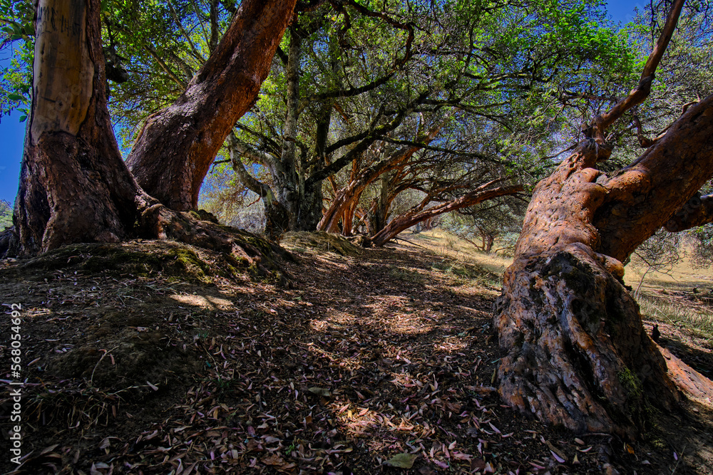 Paper tree (Polylepis incana), beautiful detail of native forest in the ...