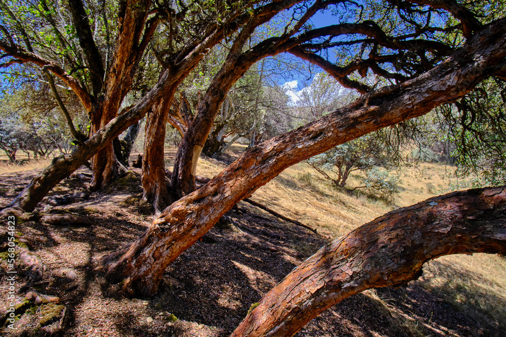 Paper tree (Polylepis incana), beautiful detail of native forest in the ...
