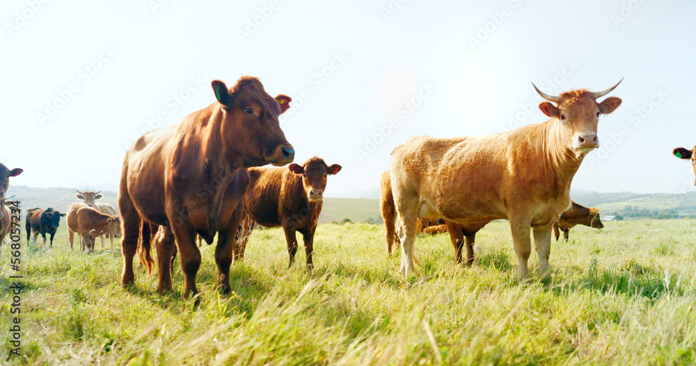 Farm, nature and cow field in countryside with peaceful animals eating ...