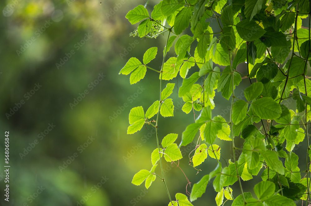 raining shower drop on leaf tree, close up of rainfall in jungle,Heavy ...