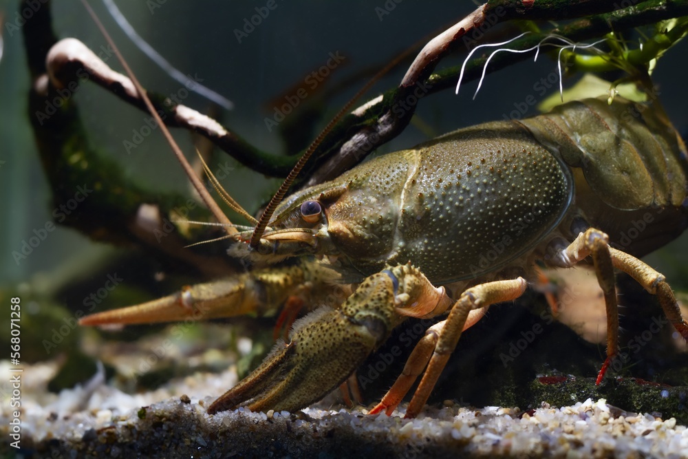 narrow-clawed crayfish rest at front glass, driftwood design of planted ...