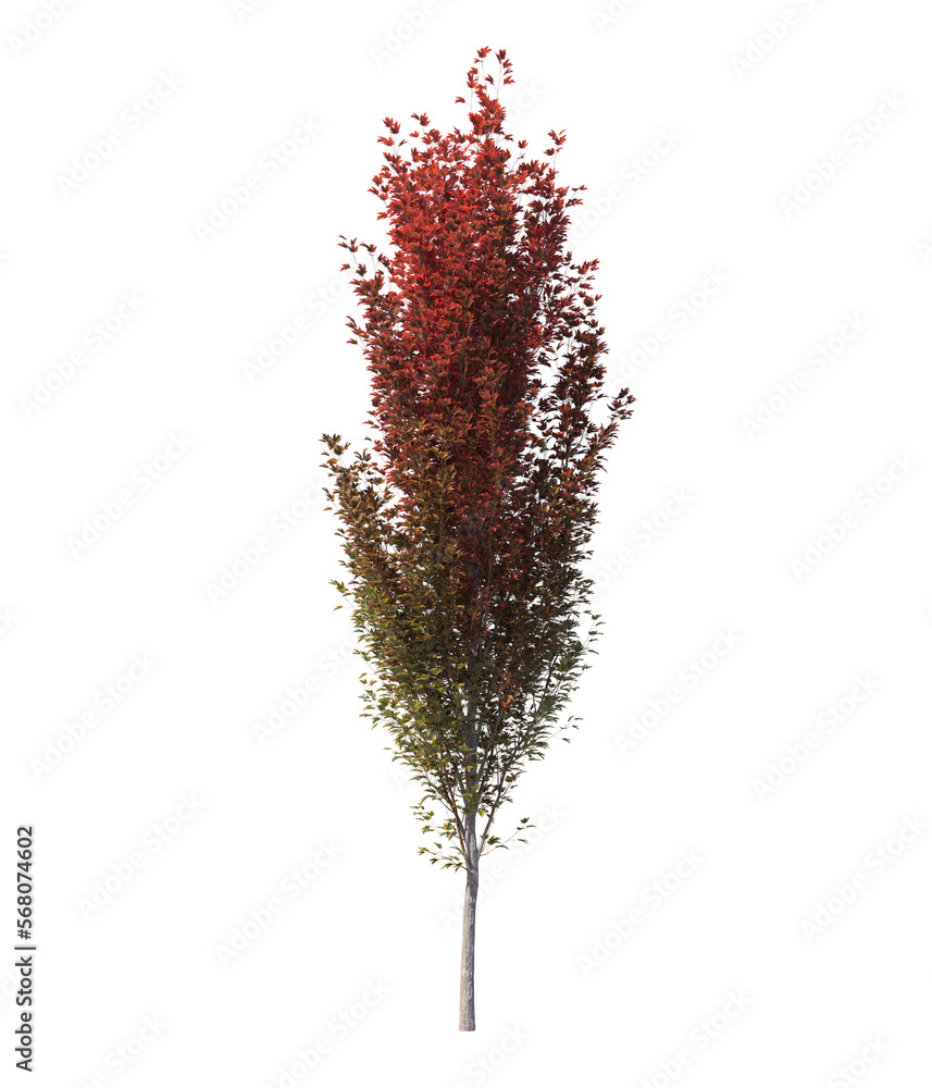 acer x freemanii freeman maple tree Jeffersred isolated on white ...