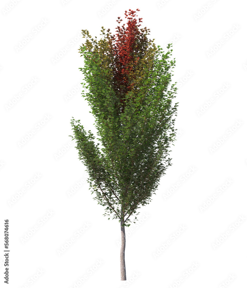 Poster acer x freemanii freeman maple tree Jeffersred isolated on white ...