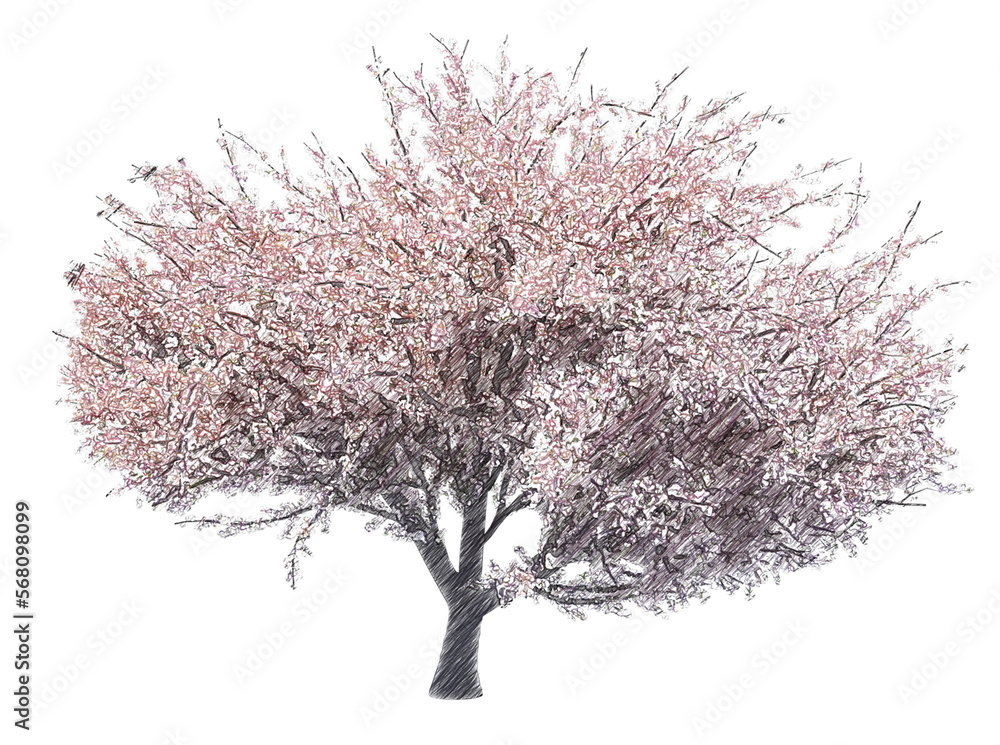 Blossoming cherry tree drawing isolated transparent background Stock ...