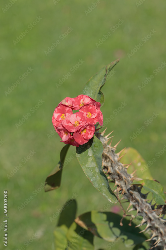Variety of a crown of thorns plant (euphorbia milii) with red blossoms ...