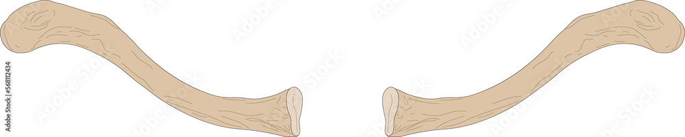 Bones of the human skeleton. Right Clavicle and Left Clavicle. Superior ...