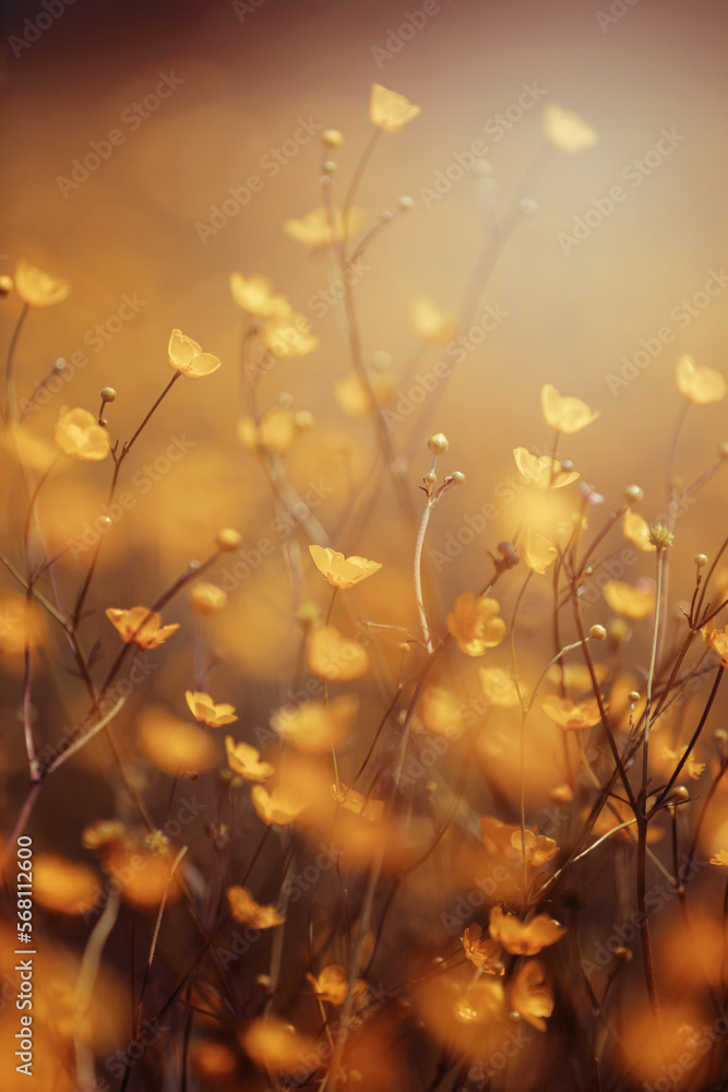 Jaskier polny. Letnie, dzikie kwiaty. Wiejskie scenerie. Stock Photo ...