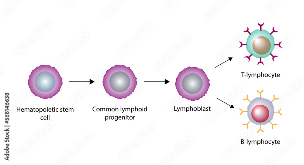 Lymphopoiesis. hematopoietic stem cell, common lymphoid progenitor ...