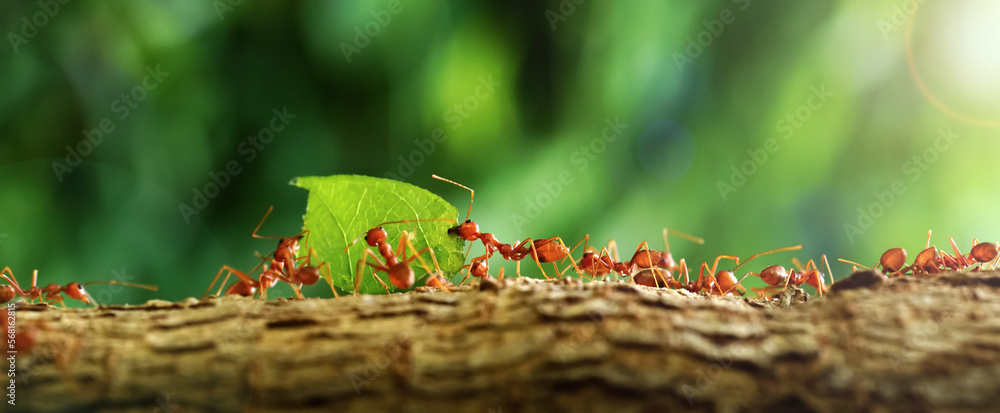 Ants carry the leaves back to build their nests, carrying leaves, close ...