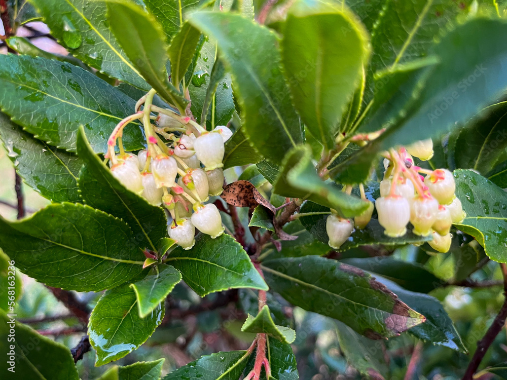 MADROÑO EN FLORACIÓN. DETALLE DE LAS HOJAS Y LAS PEQUEÑAS FLORES. Stock ...