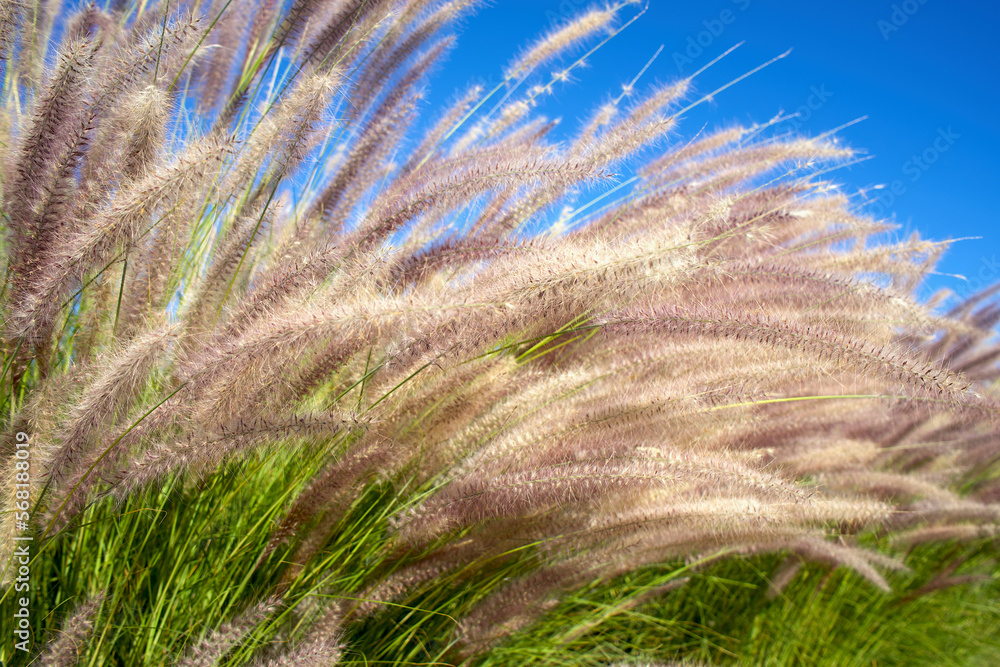 Pennisetum setaceum. Beautiful nature concept. Stock Photo | Adobe Stock