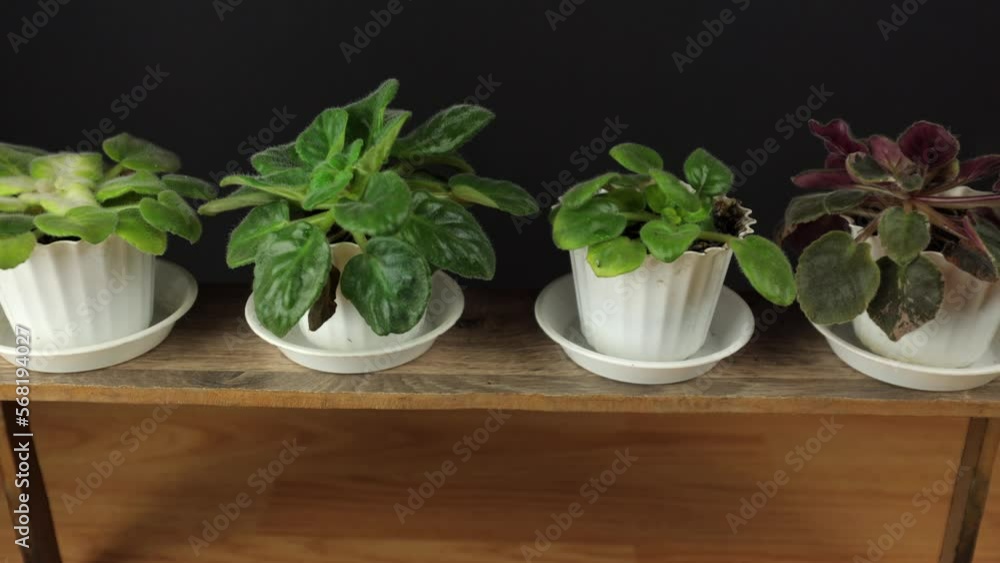 Indoor plant in a pot, different types. Green office plant, home decor ...