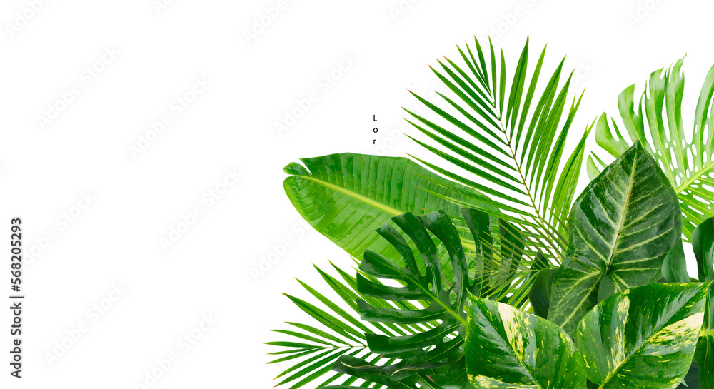 tropical leaves isolated, png file Stock Photo | Adobe Stock