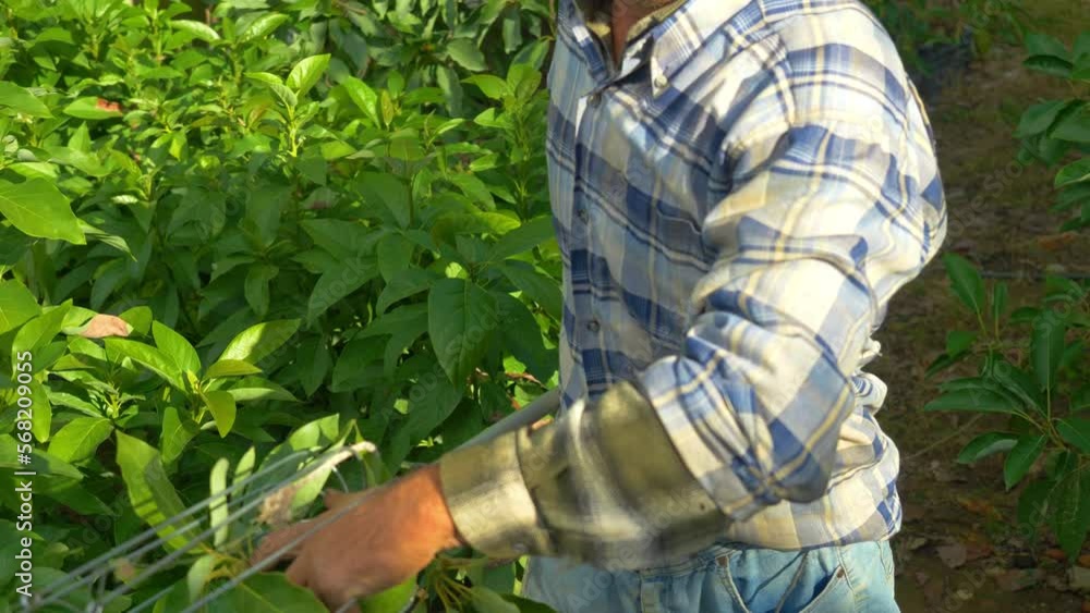 farmer picking avocado with a long pole picker. the Australian avocado ...