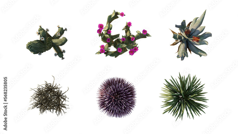 Set of plan 2D view suculent Isolated on PNGs transparent background ...