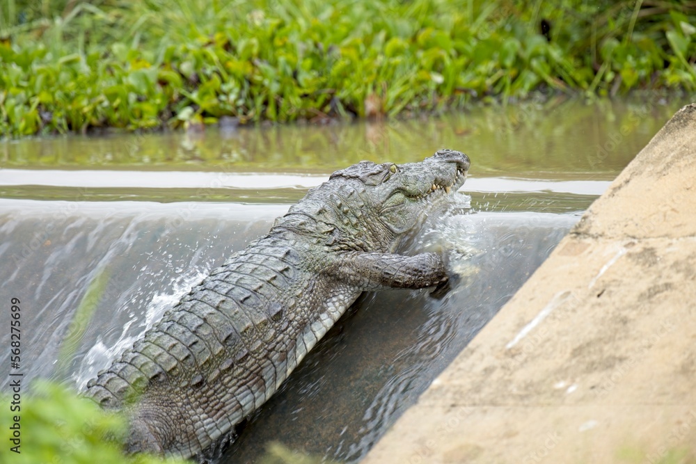 Snub Nosed Marsh Crocodile, mugger crocodile, (Crocodylus palustris) is ...