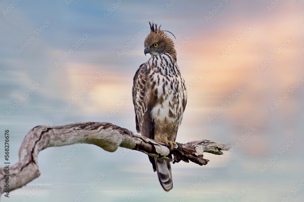 The changeable hawk-eagle (Nisaetus cirrhatus) or crested hawk-eagle is ...