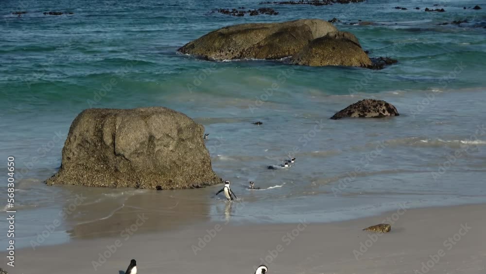 African Penguin group coming out from the ocean, Africa,2022 South ...