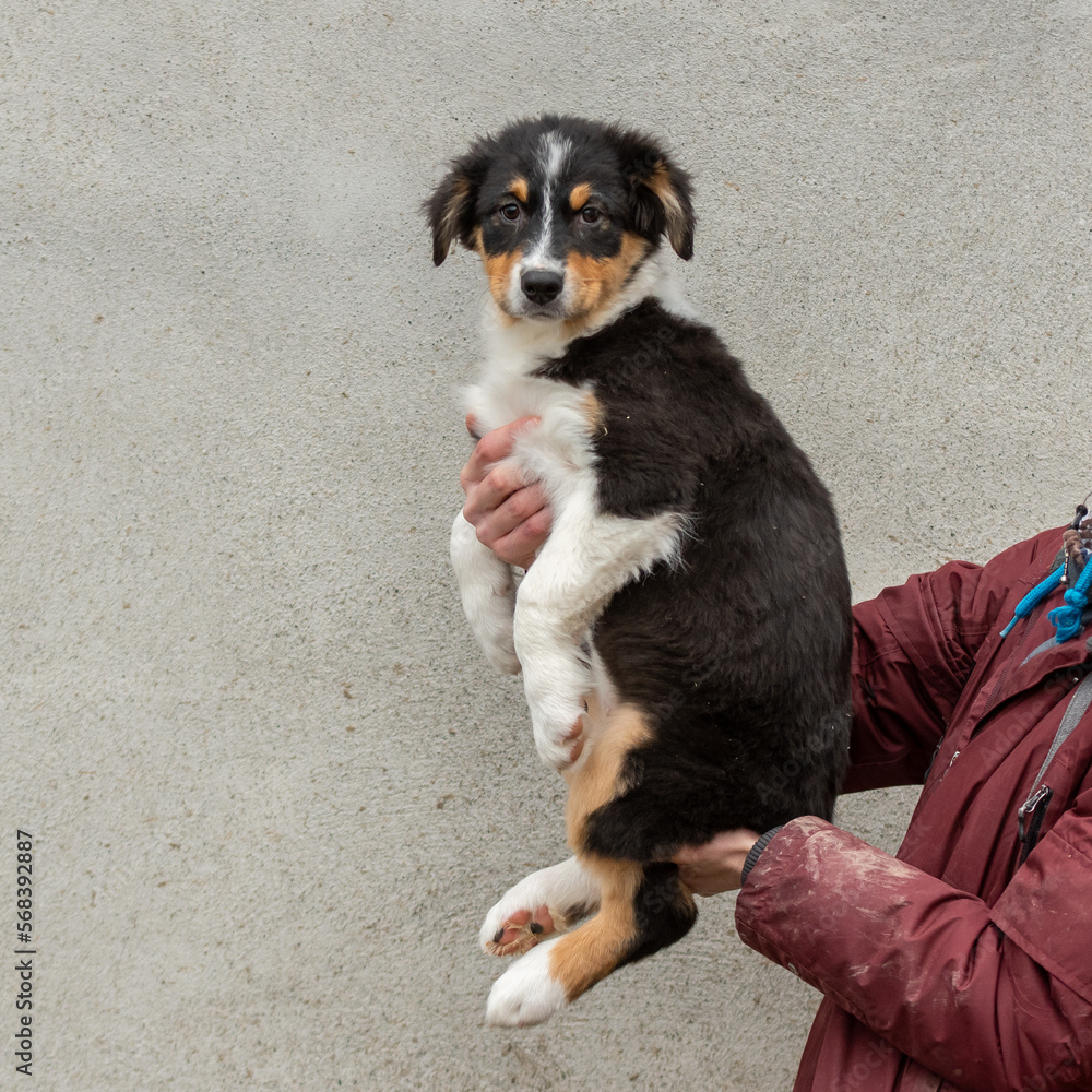 Chiots de race berger australien dans un élevage Stock Photo | Adobe Stock