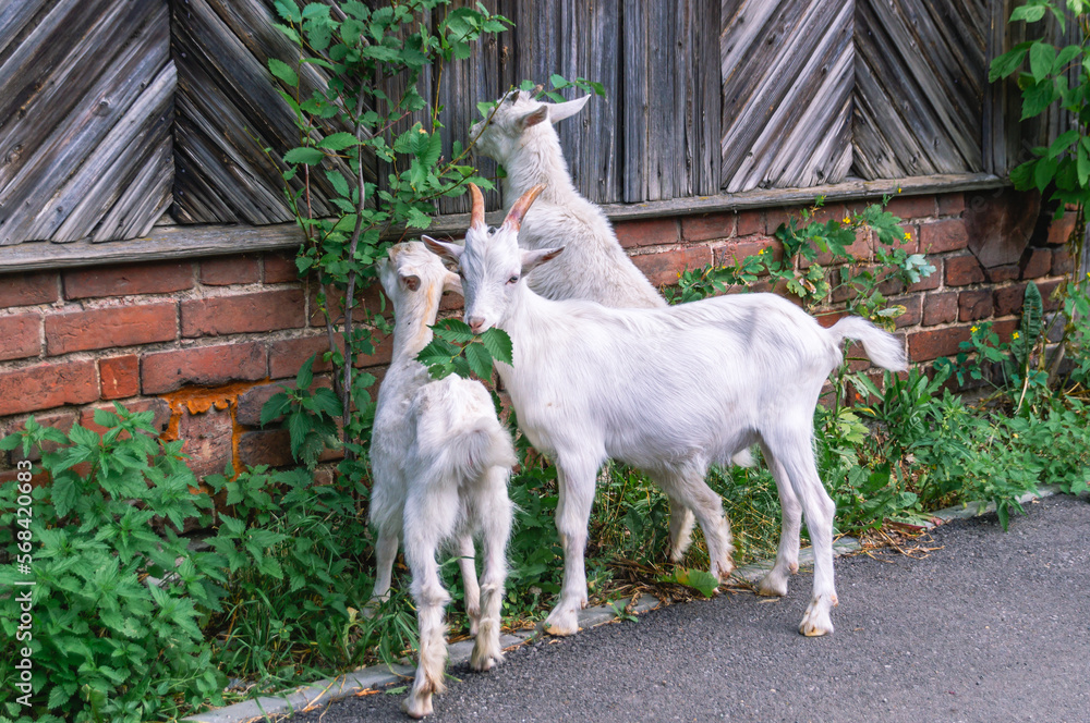 Young goats eat leaves from a bush near an old and dilapidated wooden ...