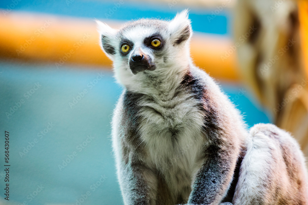 Lemur monkey. A very interesting pose is taken by these lemurs during ...