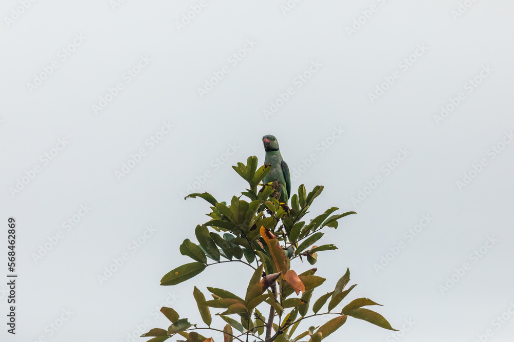 Blue-winged parakeet, also known as the Malabar parakeet (Psittacula ...