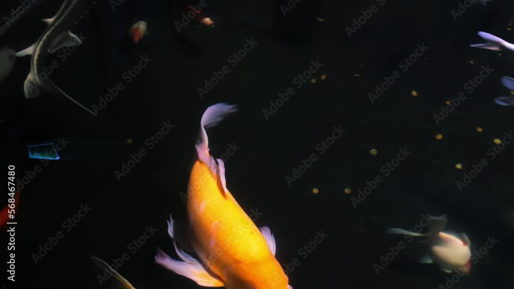 One orange koi carp fish swimming in pond with fresh clear water. Close ...