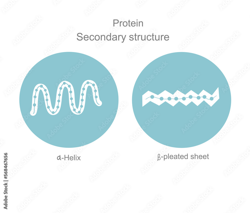 The secondary structure : alpha-helix and beta-pleated sheet of protein molecule that showing in ...