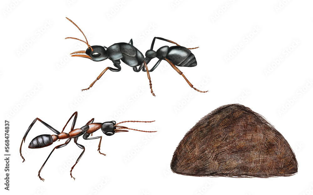 Hand drawn watercolor australian animals. Australian ants illustration ...
