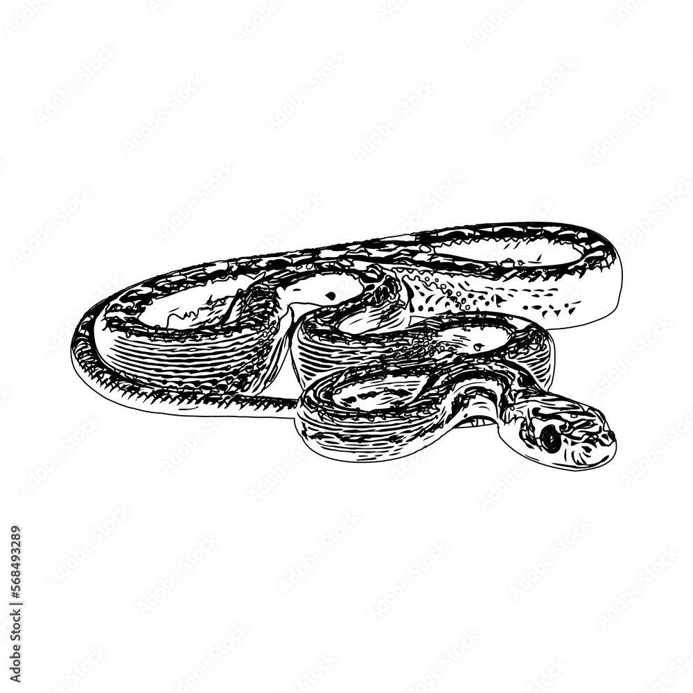Black and white sketch of a snake with transparent background Stock ...