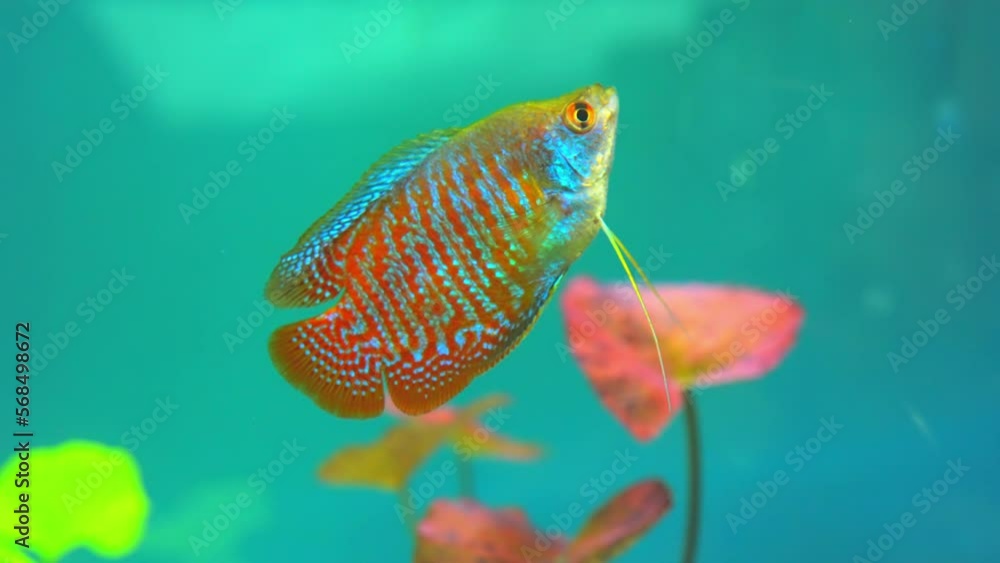 Dwarf Gourami fish, Trichogaster lalius, male specimen with red orange ...