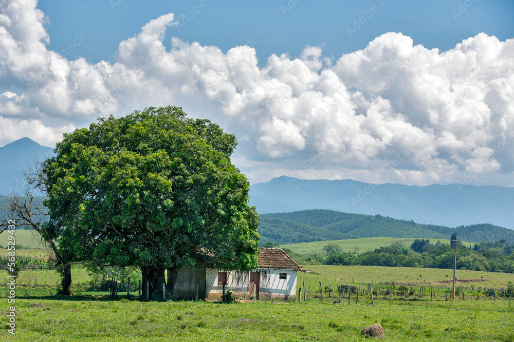 Landscape: mango tree in front of typical house of rural area and blue ...