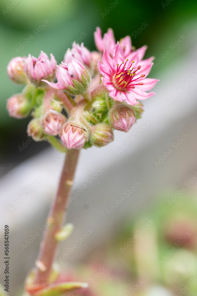 Sempervivum arachnoideum pink flowering cobweb house leek plants, small ...