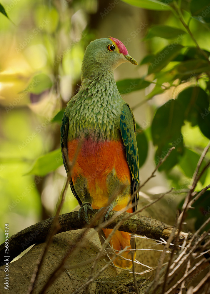 Rose-crowned Fruit Dove - Ptilinopus regina also pink-capped or ...