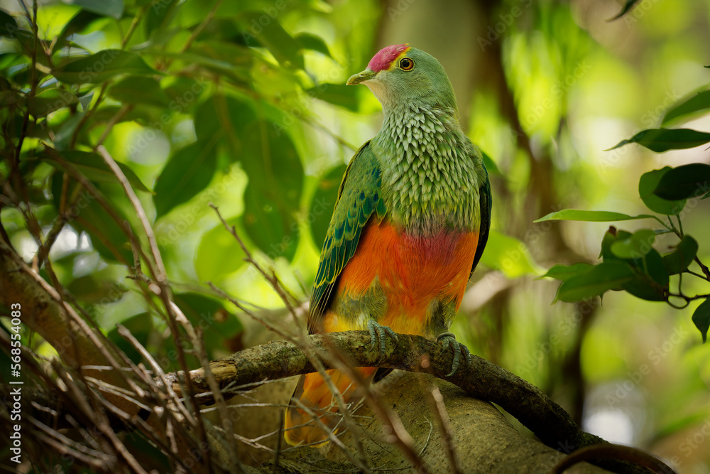 Rose-crowned Fruit Dove - Ptilinopus regina also pink-capped or ...
