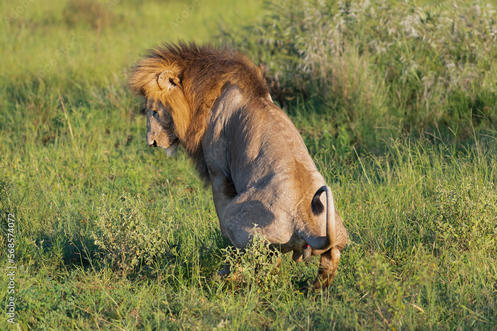 African lion - Panthera leo, male defecating in grass. Photo from ...