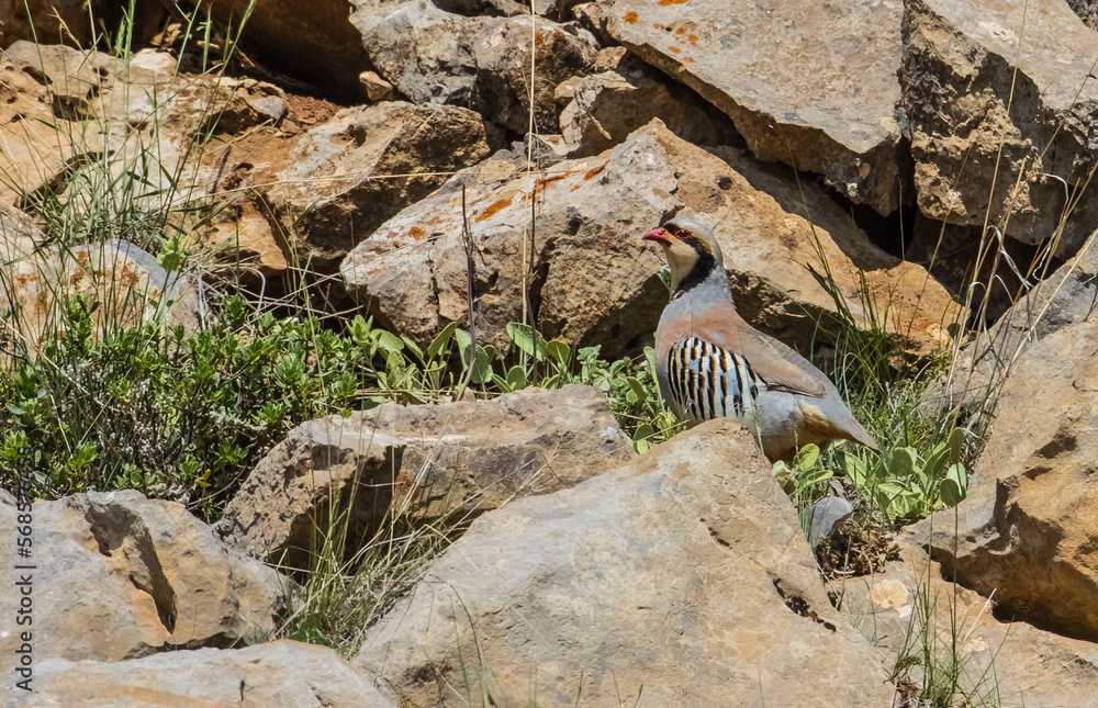 Chukar Partridge (Alectoris chukar) is one of the most beautiful ...