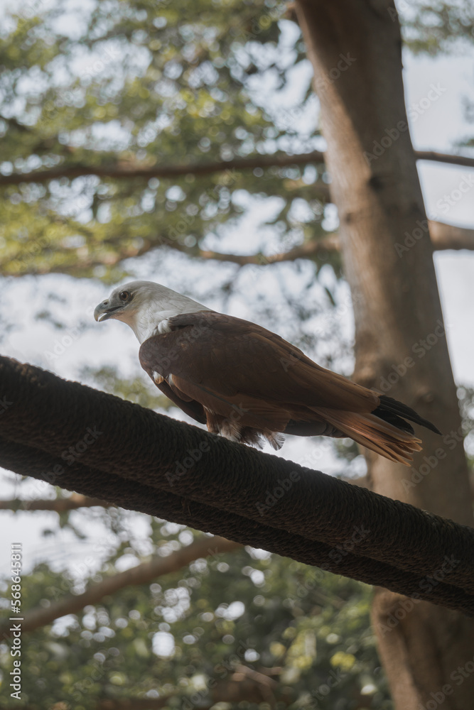 Elang Bondol or Haliastur indus, is the mascot of Jakarta, Indonesia ...