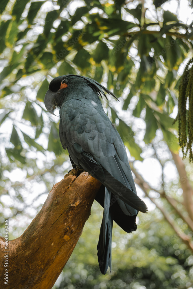 Kakatua Raja, the endemic bird from Papua, Indonesia is standing on a ...