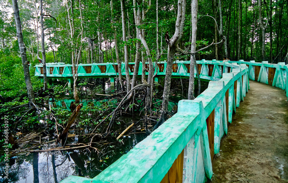 mangrove ecotourism. tracking in the middle of the manrove forest foto ...