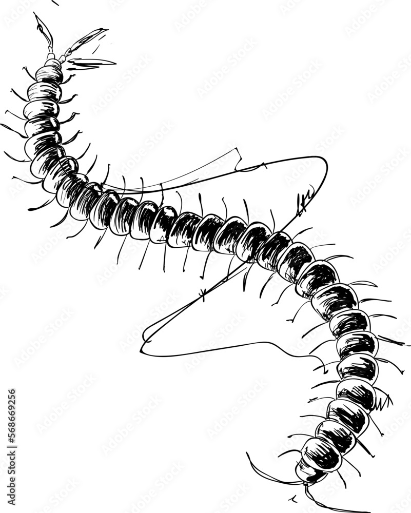 Centipede Sketch