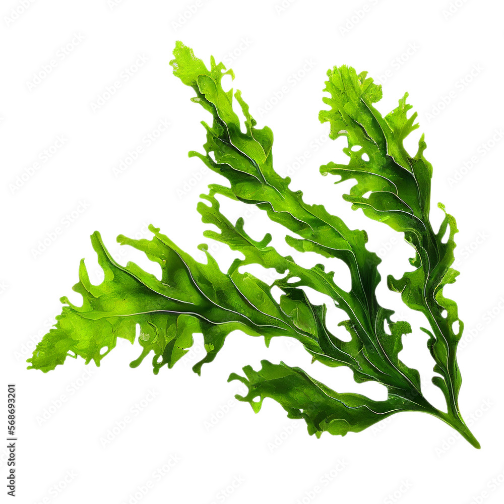seaweed isolated on transparent background cutout Stock Illustration ...