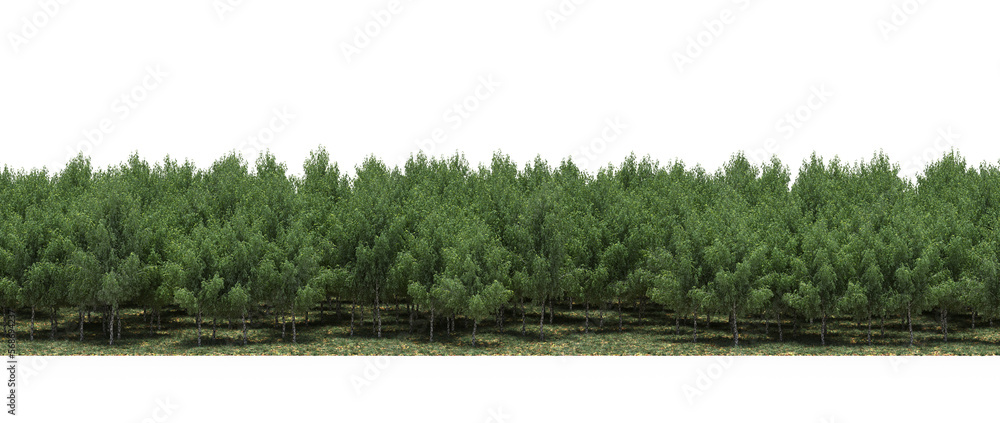 forest line, trees in the forest with grass and fallen leaves, isolated ...