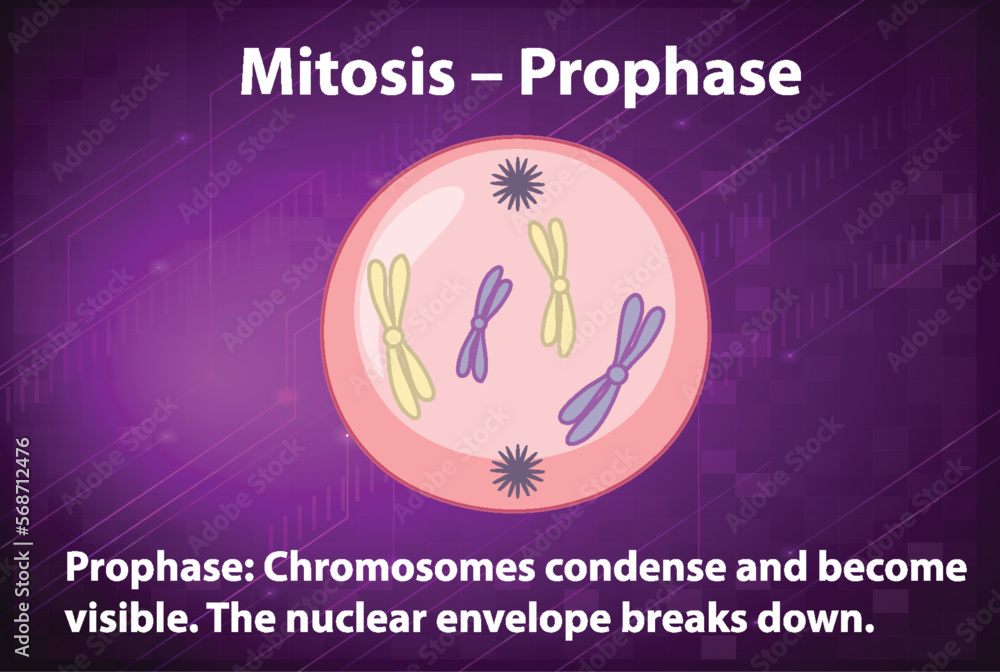Process of mitosis prophase with explanations Stock Vector | Adobe Stock