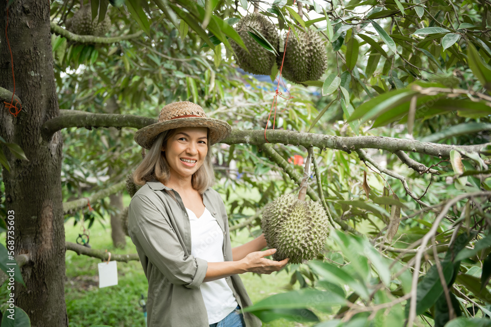 Happy young asian woman farmer holding durian in durian plantation ...