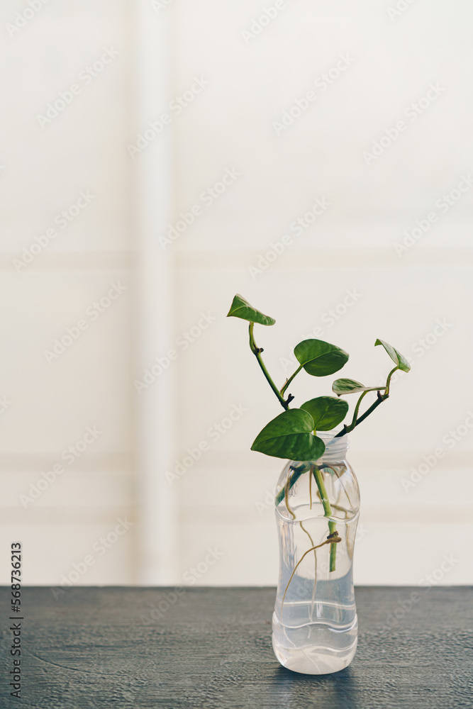 Pothos plant grown in water in plastic bottle. Reduce waste, reuse ...