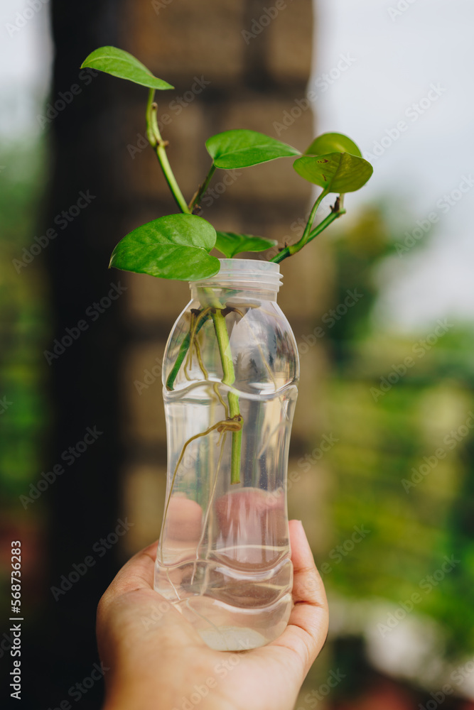 Pothos propagated in a plastic water bottle held in hand. Reduce waste ...